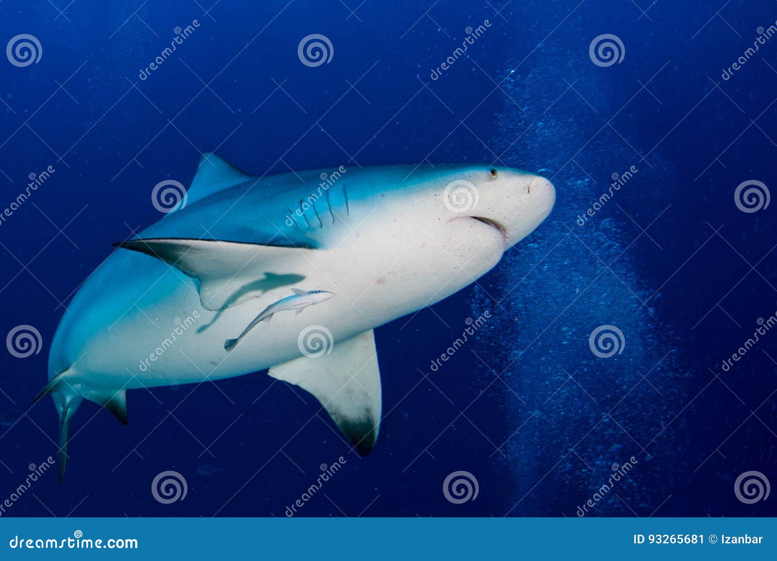 Bull Shark Swimming At The Aquarium Stock Image | CartoonDealer.com ...