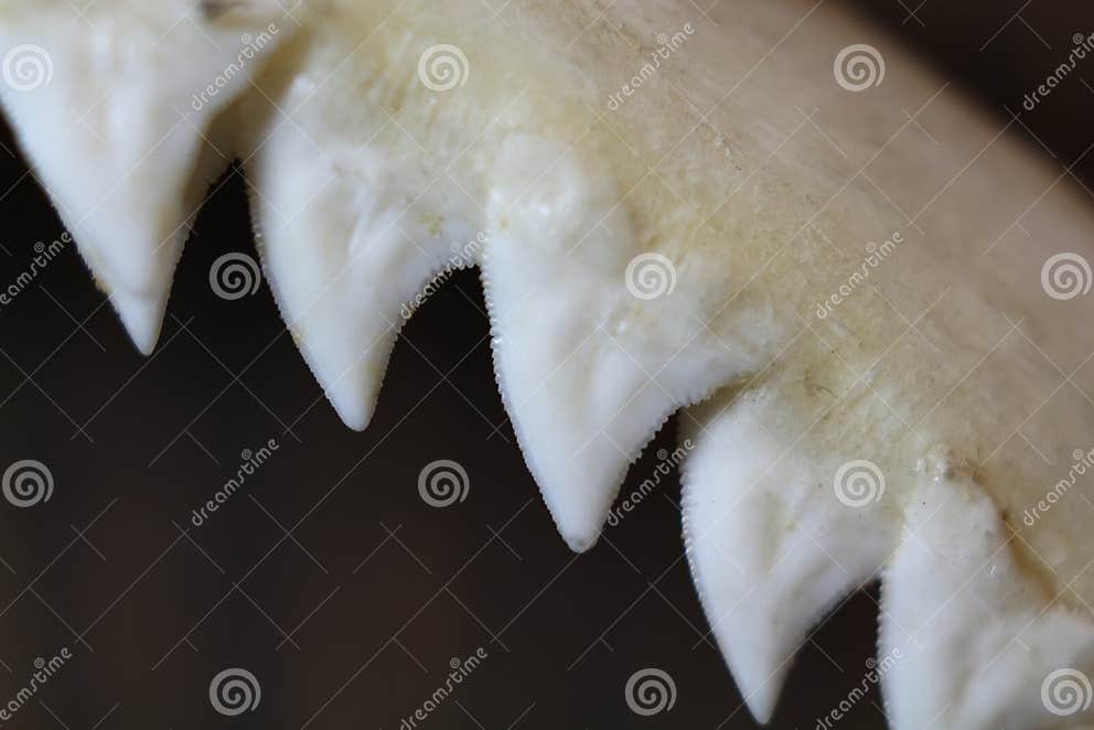 Bull shark teeth stock photo. Image of jaws, marine, leucas - 62712360