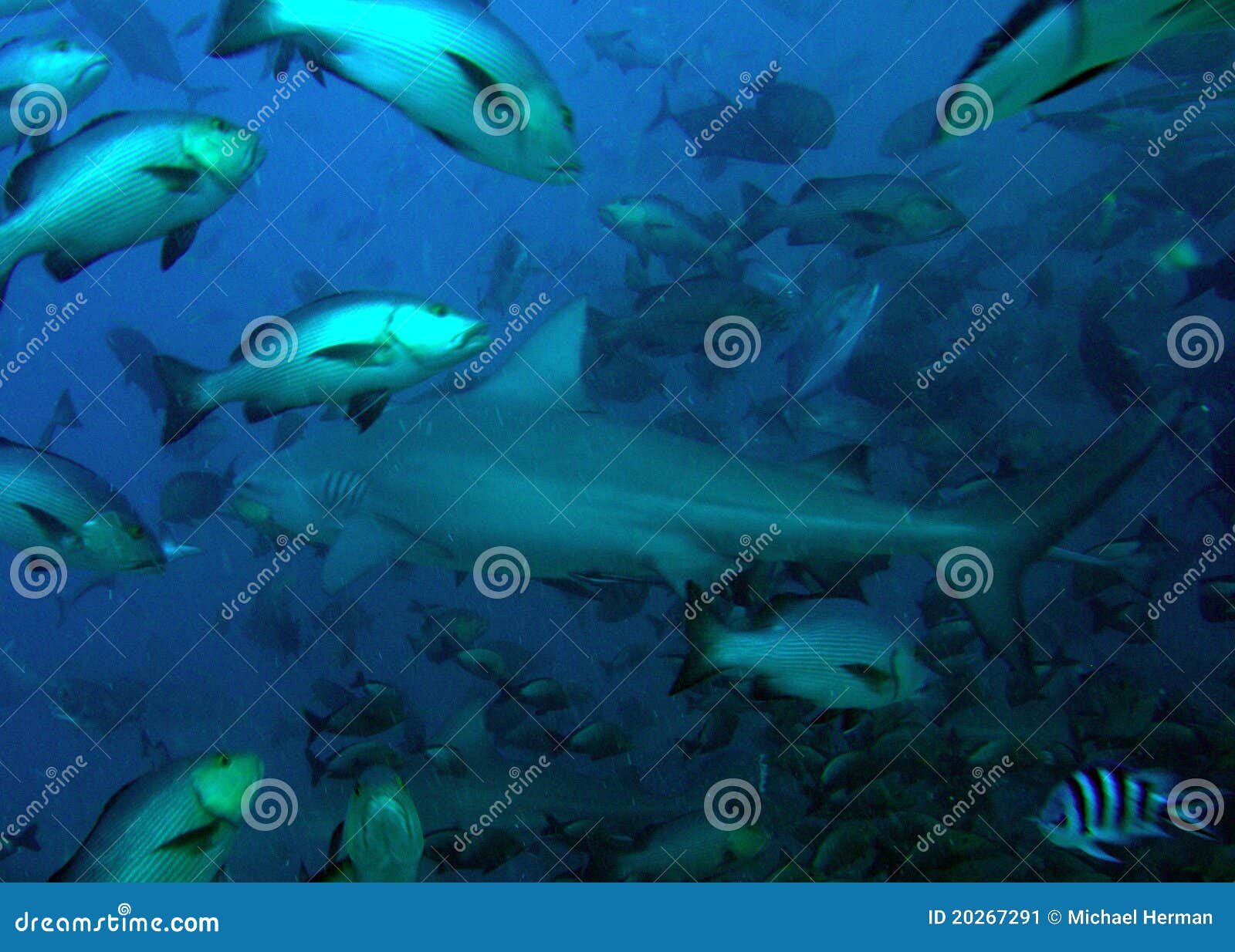 Bull Shark And Tropical Fish Royalty-Free Stock Photography ...