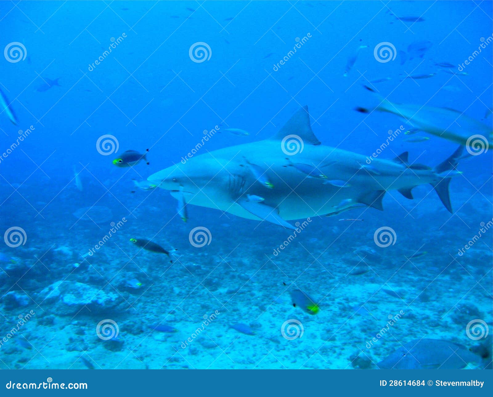Bull Shark And Tropical Fish Royalty-Free Stock Photography ...