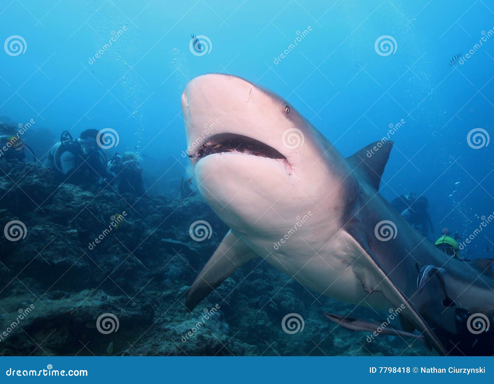 Bull Shark (Zambezi Shark) stock photo. Image of leucas - 7798418