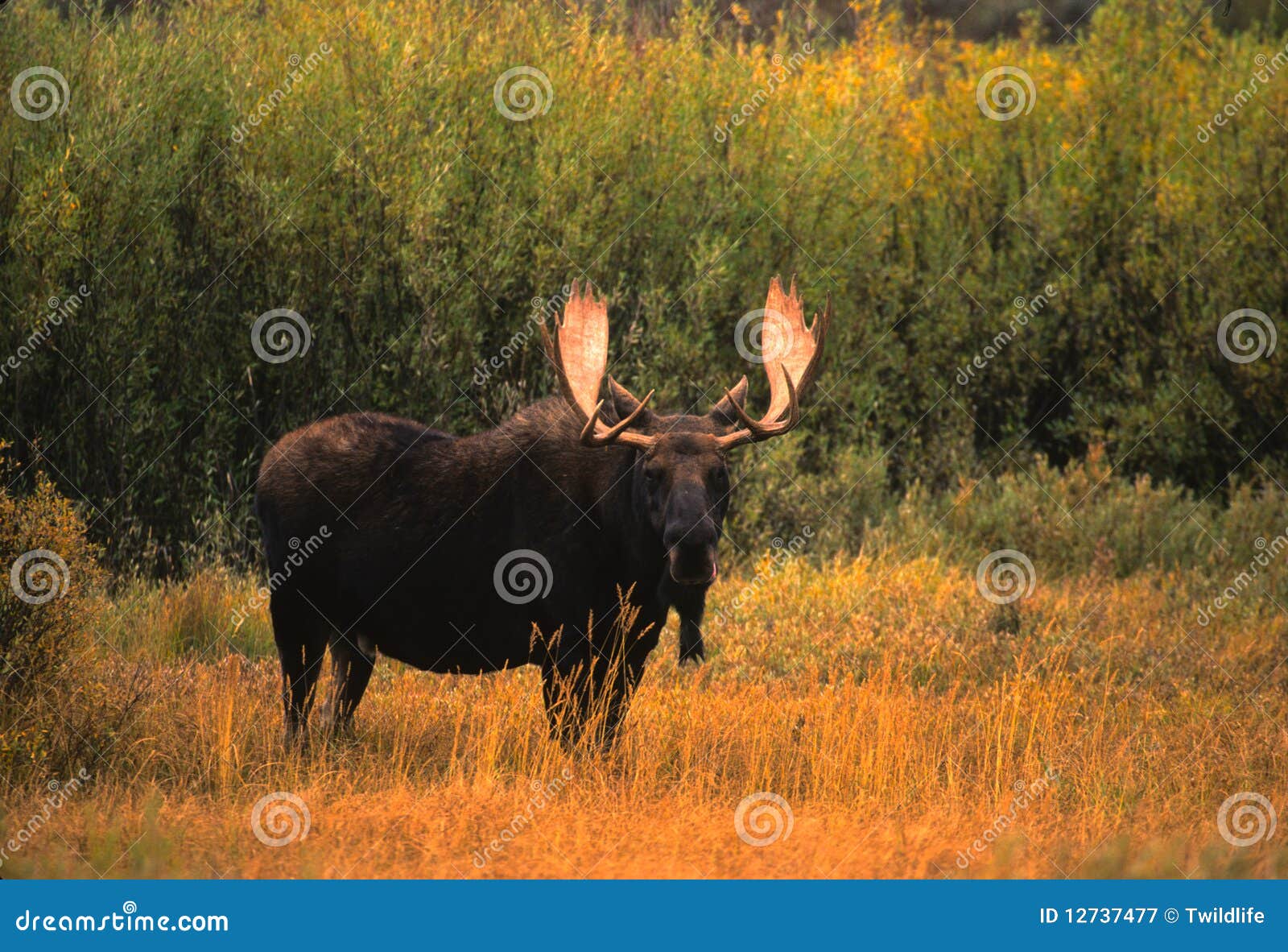 Bull Shiras Moose stock image. Image of wyoming, male - 12737477