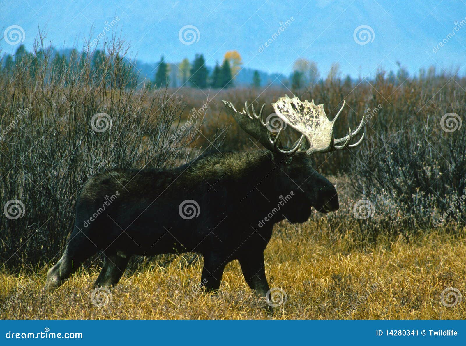 Bull Shiras Moose stock image. Image of wildlife, bull - 14280341