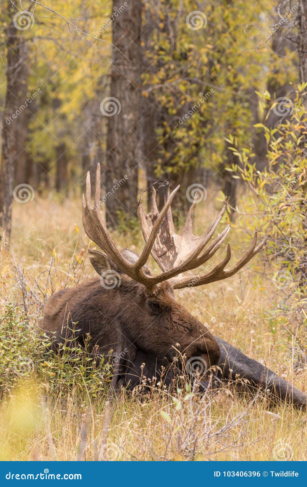 Bull Moose Bedded in Fall stock photo. Image of nature - 103406396