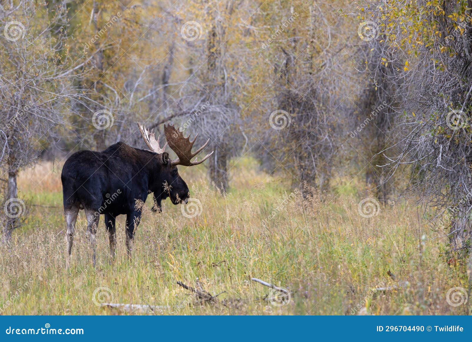 Bull Shiras Moose in Fall in Wyoming Stock Photo - Image of teton, park: 296704490