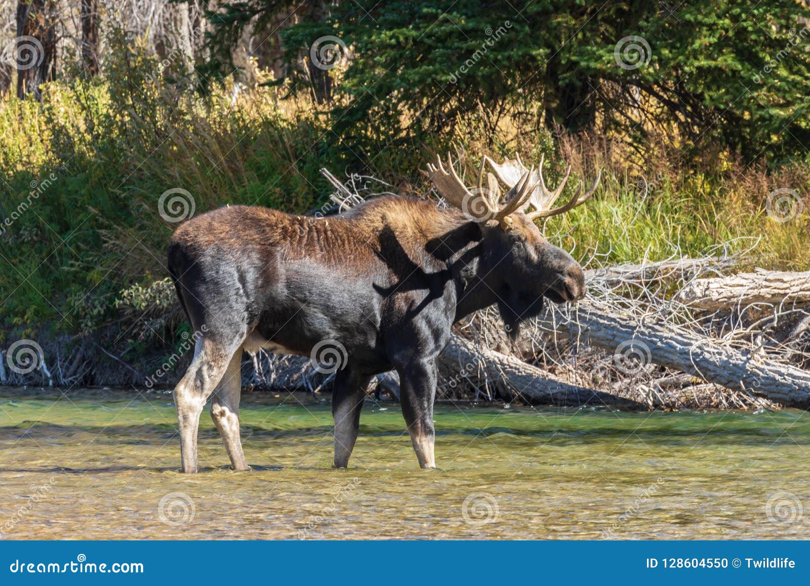 Bull Shiras Moose in River stock photo. Image of grand - 128604550