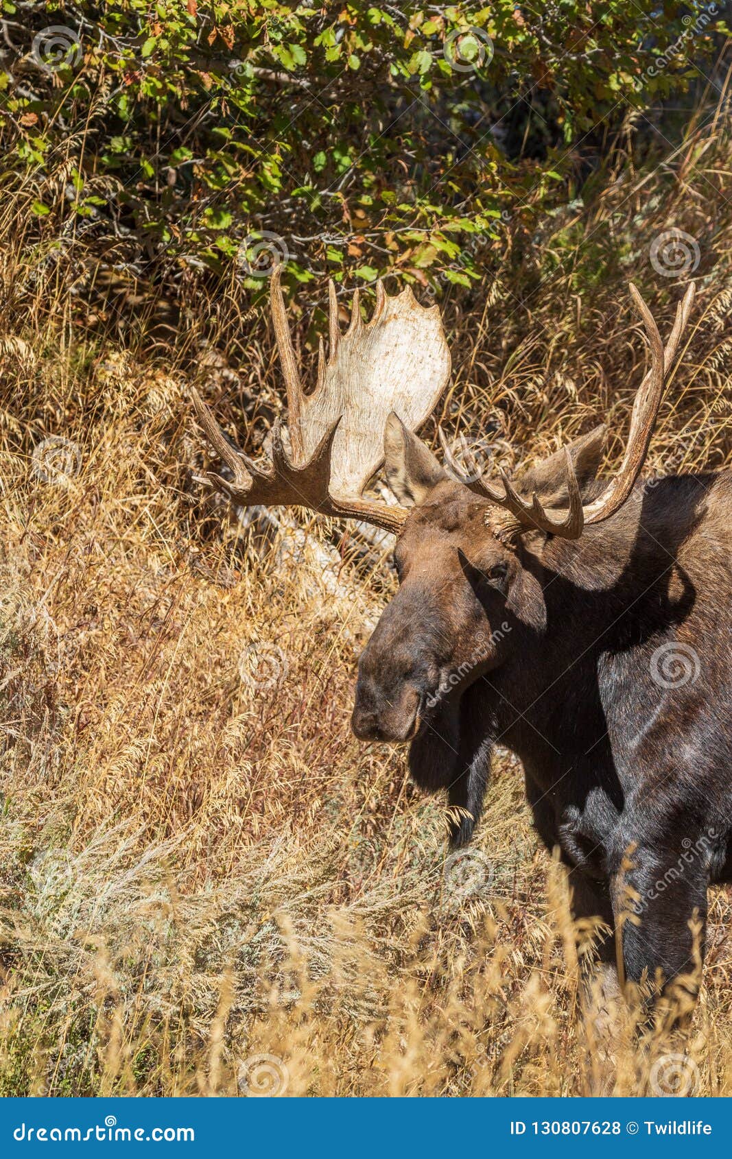 Bull Shiras Moose in the Fall Rut Stock Photo - Image of animal, wild ...