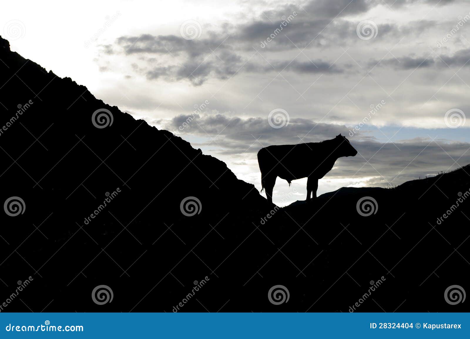 Bull Silhouette At Sunrise Or Sunset, Symbol Of 2021 On The Eastern ...
