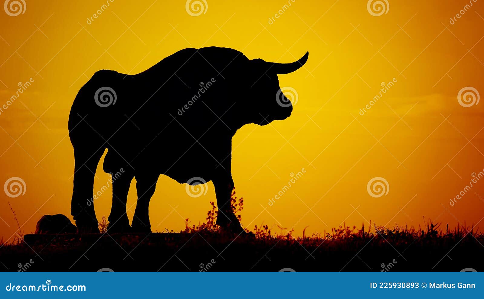 Bull Silhouette At Sunrise Or Sunset, Symbol Of 2021 On The Eastern ...