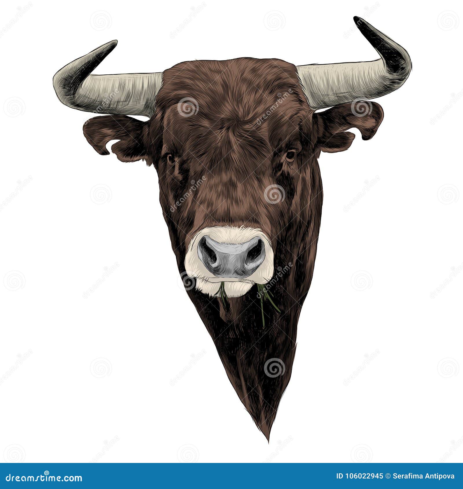 Bull Head Drawing Side