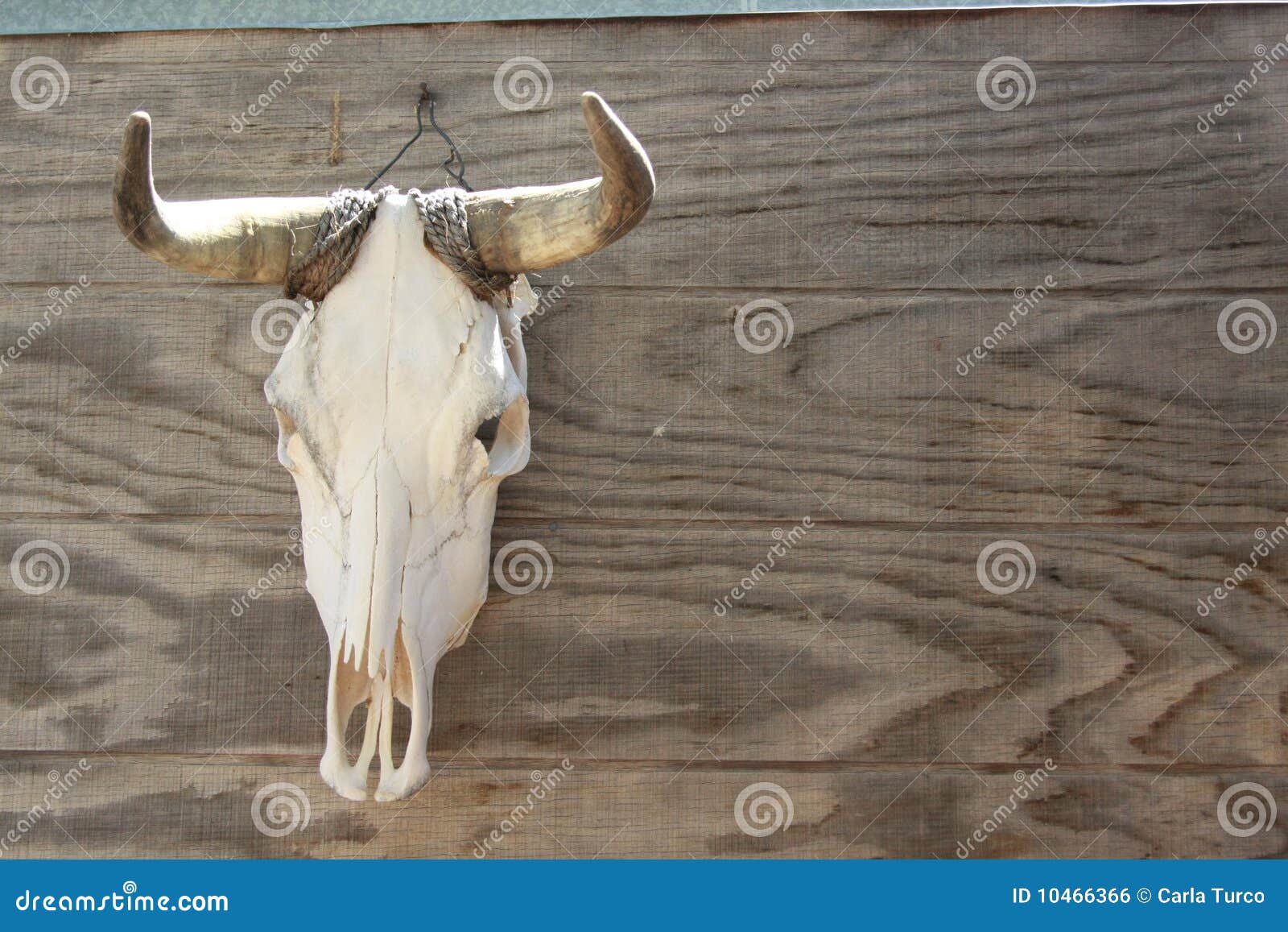 Bull Skull Bone Close Up Texture Background Royalty-Free Stock Image ...