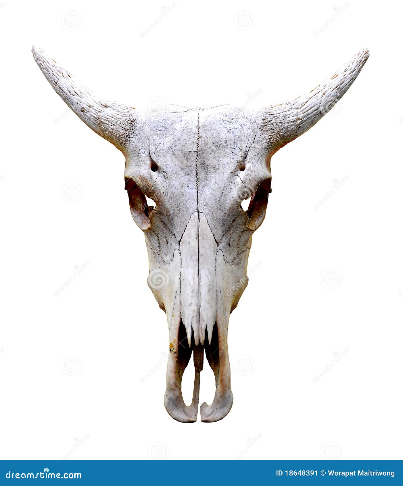 Bull Skull Stock Image | CartoonDealer.com #7840267
