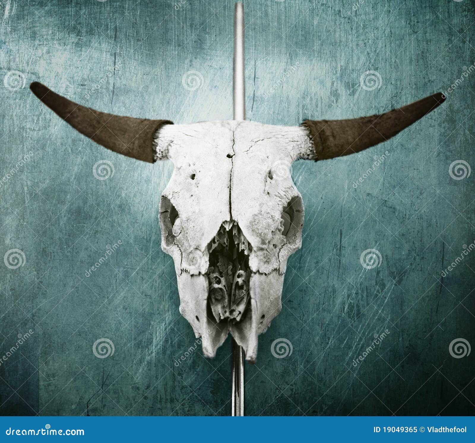 Bull Skull stock image. Image of horn, horns, bull, skull - 19049365