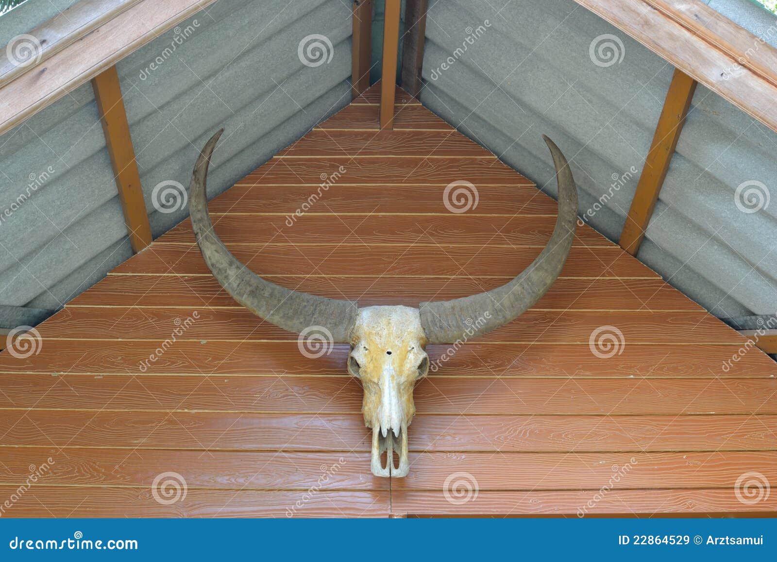 Bull skull stock image. Image of buffalo, close, devil - 22864529