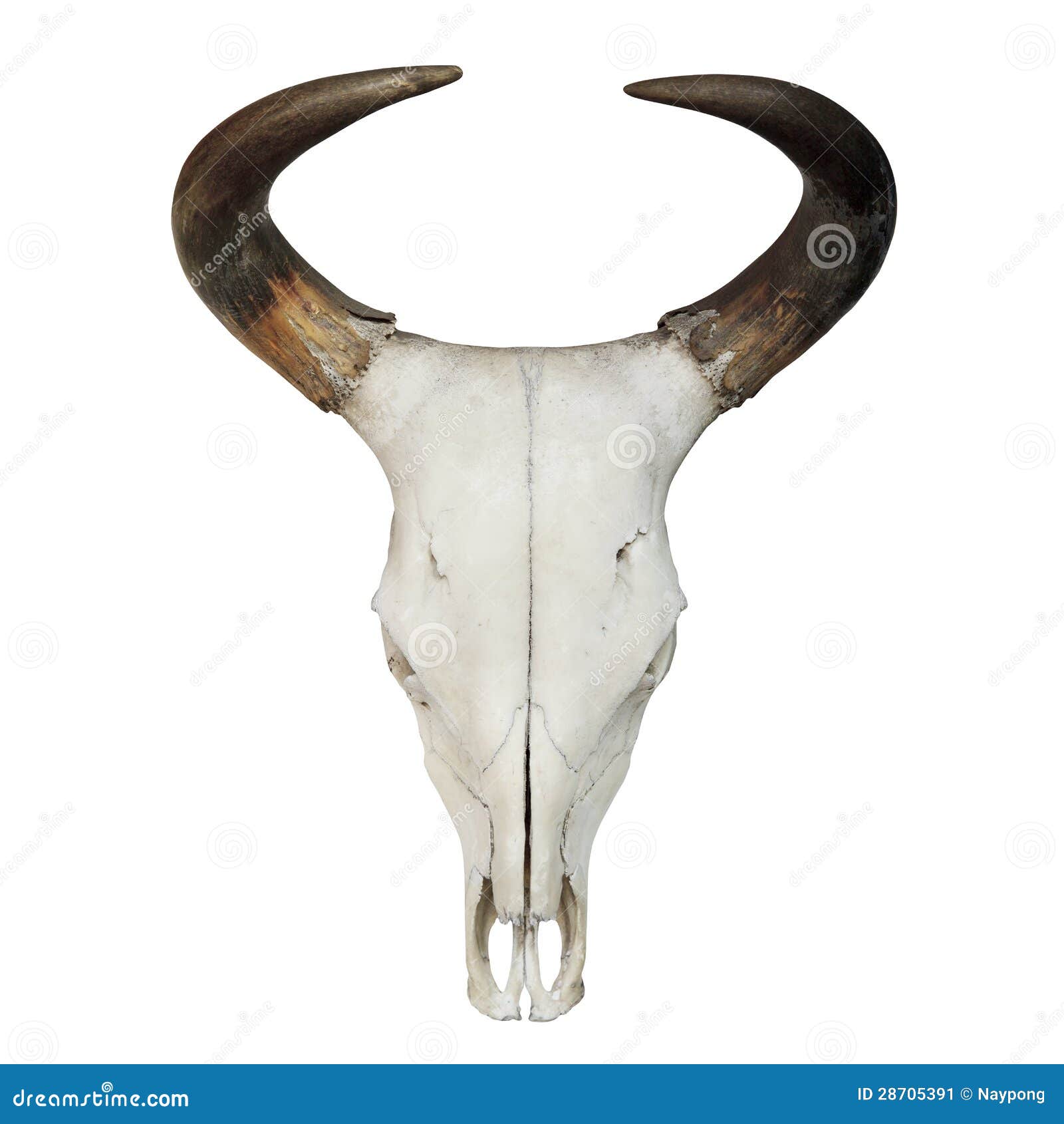 Bull Skull stock image. Image of cattle, anatomy, black - 28705391