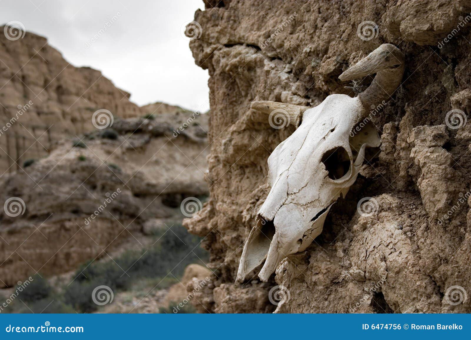 Bull skull stock photo. Image of fear, evil, eyes, death - 6474756