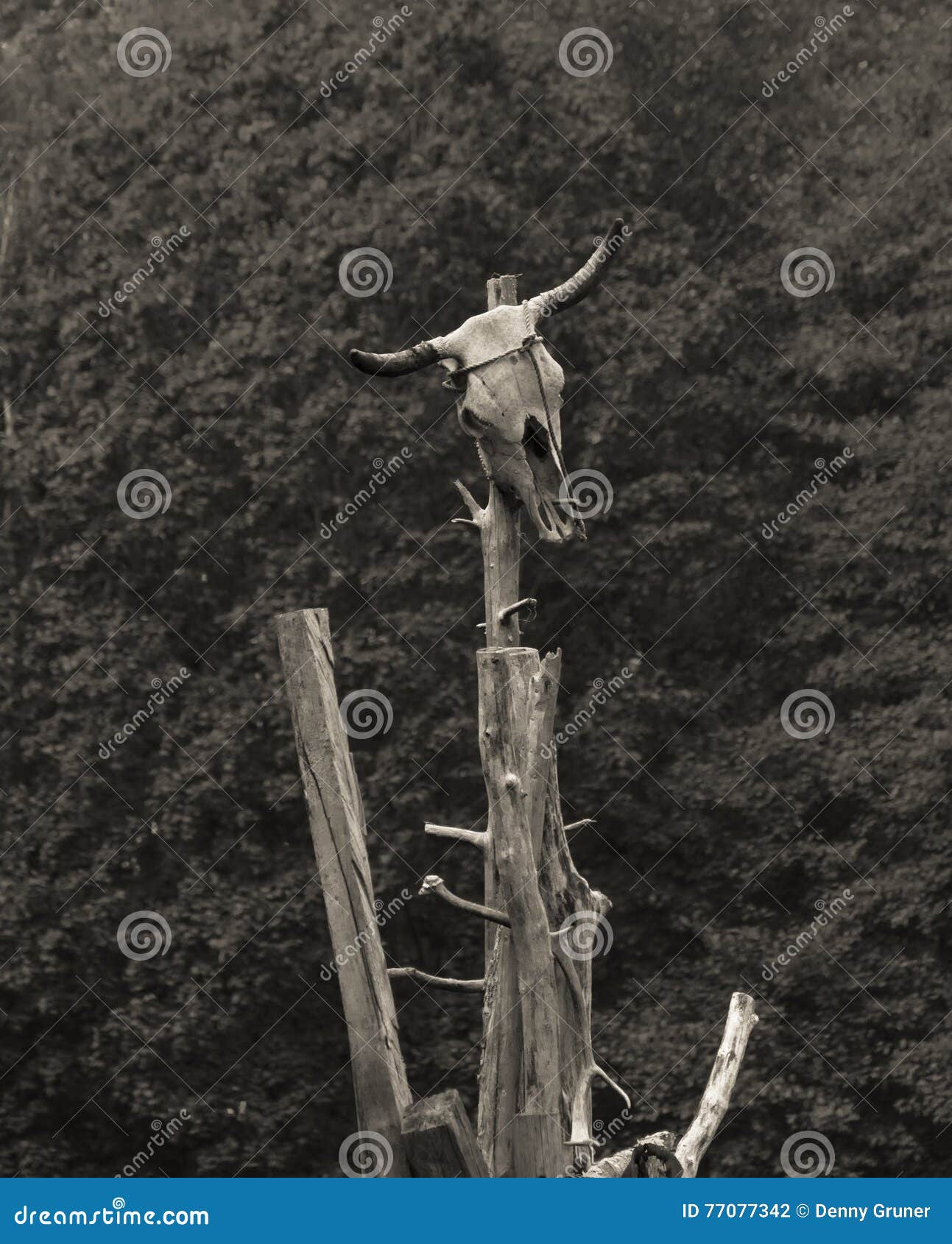 Bull skull atop dead tree stock photo. Image of death - 77077342