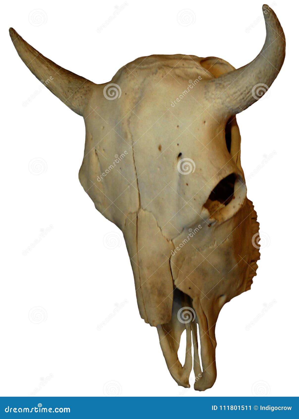 Bull Skull stock image. Image of skulls, isolated, buffalo - 111801511