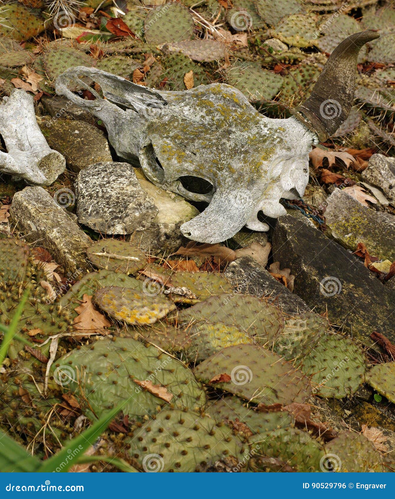 Bull skull cactus stock photo. Image of cactuses, ground - 90529796