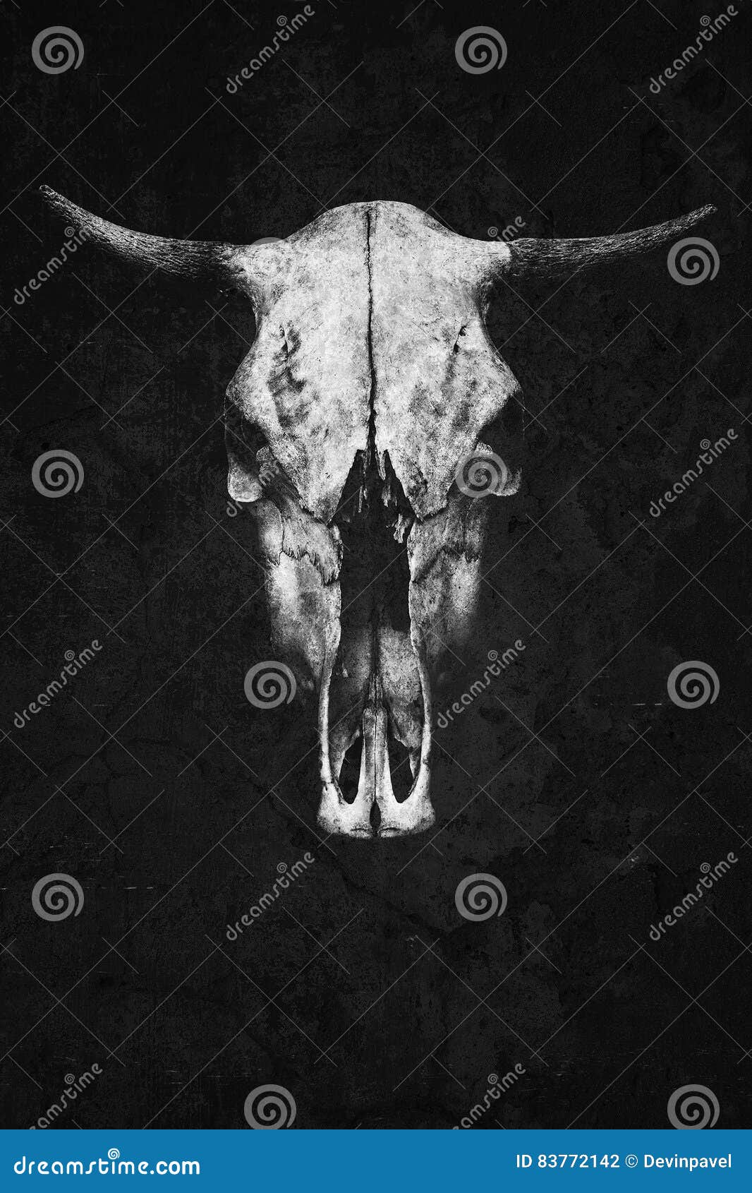 Bull Skull with Horns on a Black Background Stock Photo - Image of ...