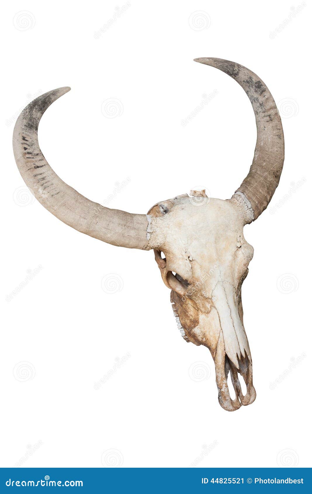 Bull Skull isolated stock image. Image of symbol, animal - 44825521