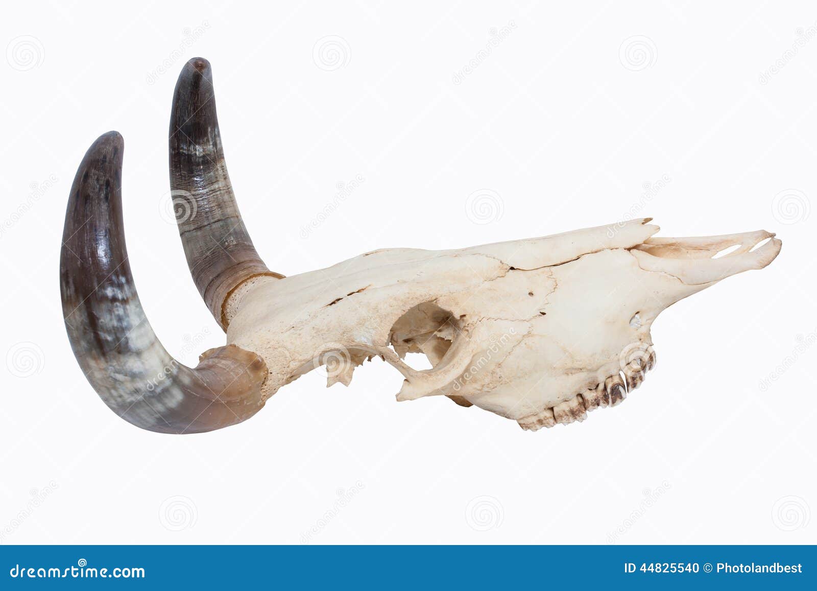 Bull Skull isolated stock photo. Image of detail, horn - 44825540
