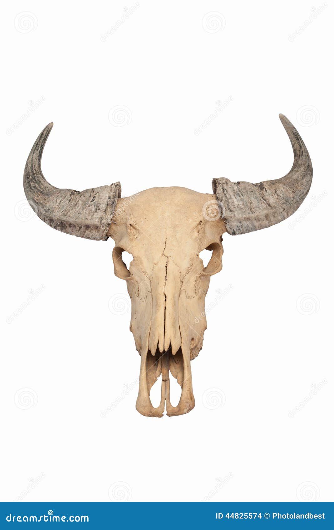 Bull Skull Bone Close Up Texture Background Royalty-Free Stock Image ...