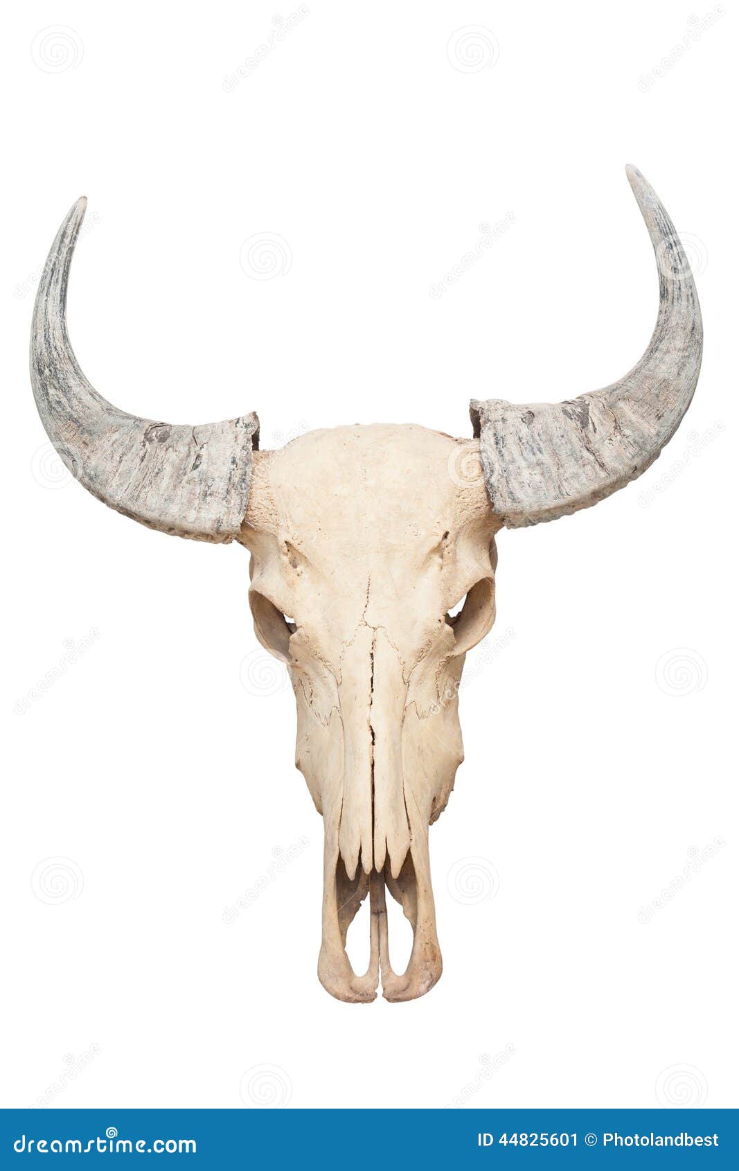 Bull Skull isolated stock image. Image of mammal, bovine - 44825601