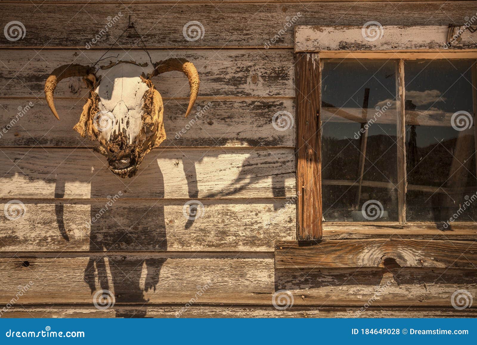 Bull Skull on Old Barn Wall with Window Stock Photo - Image of rustic ...