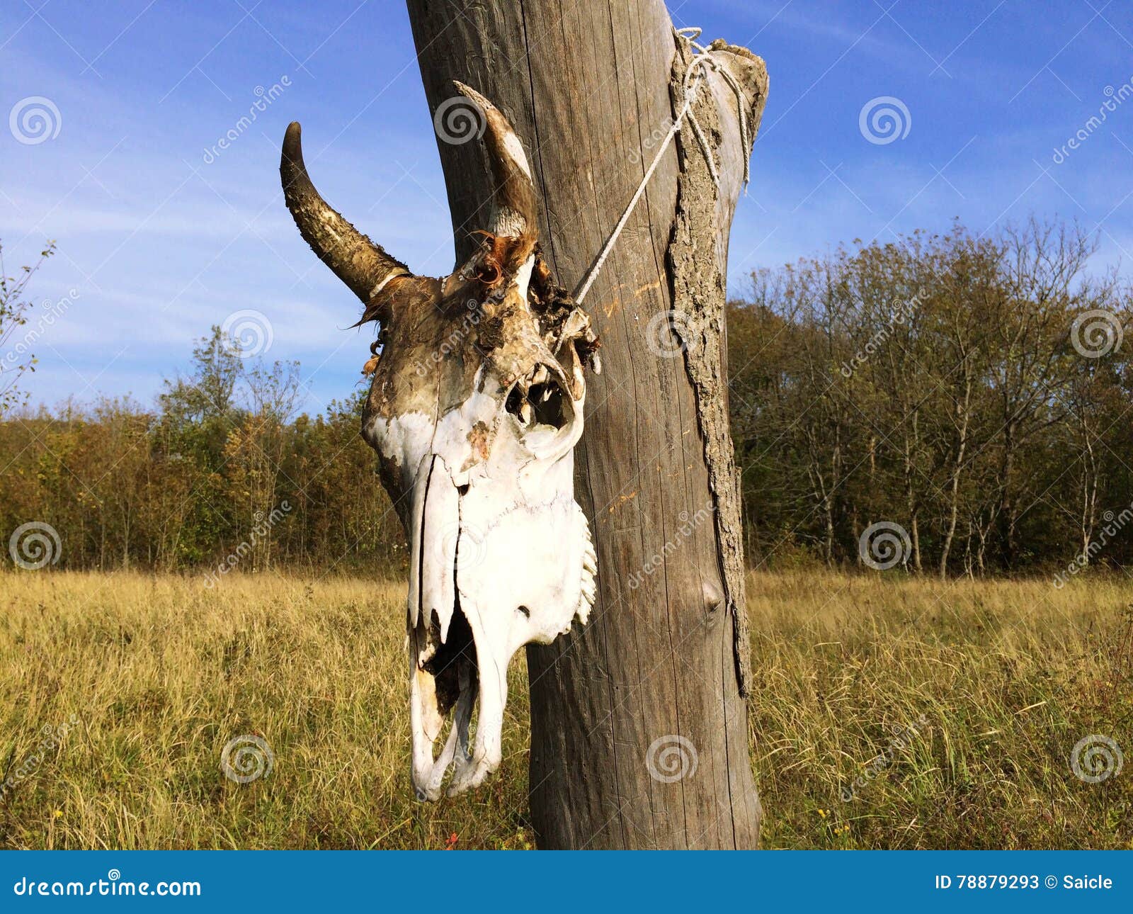 Bull skull stock image. Image of bull, death, cattle - 78879293