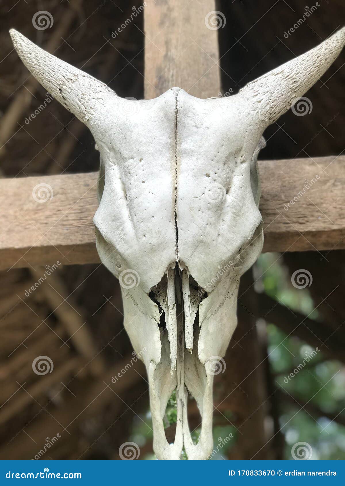 Bull skull stock photo. Image of village, banyuwangi - 170833670