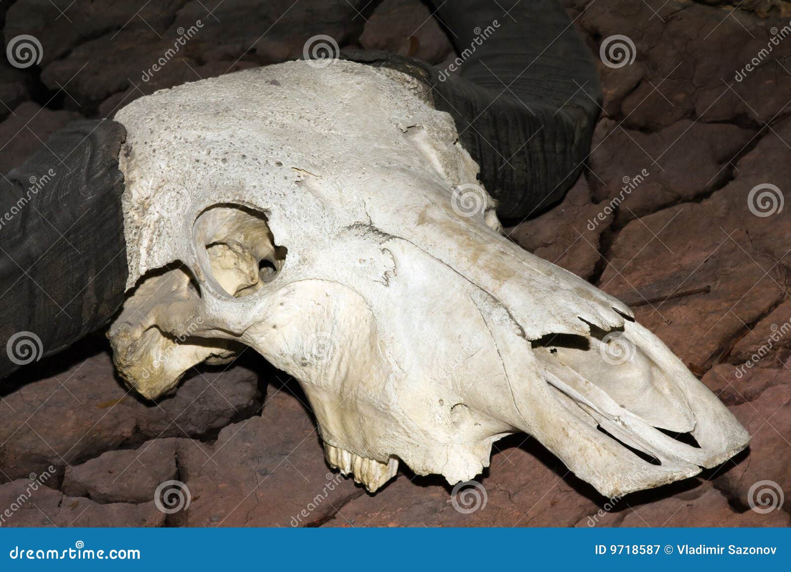 Bull skull skeleton stock image. Image of kill, fearsome - 9718587