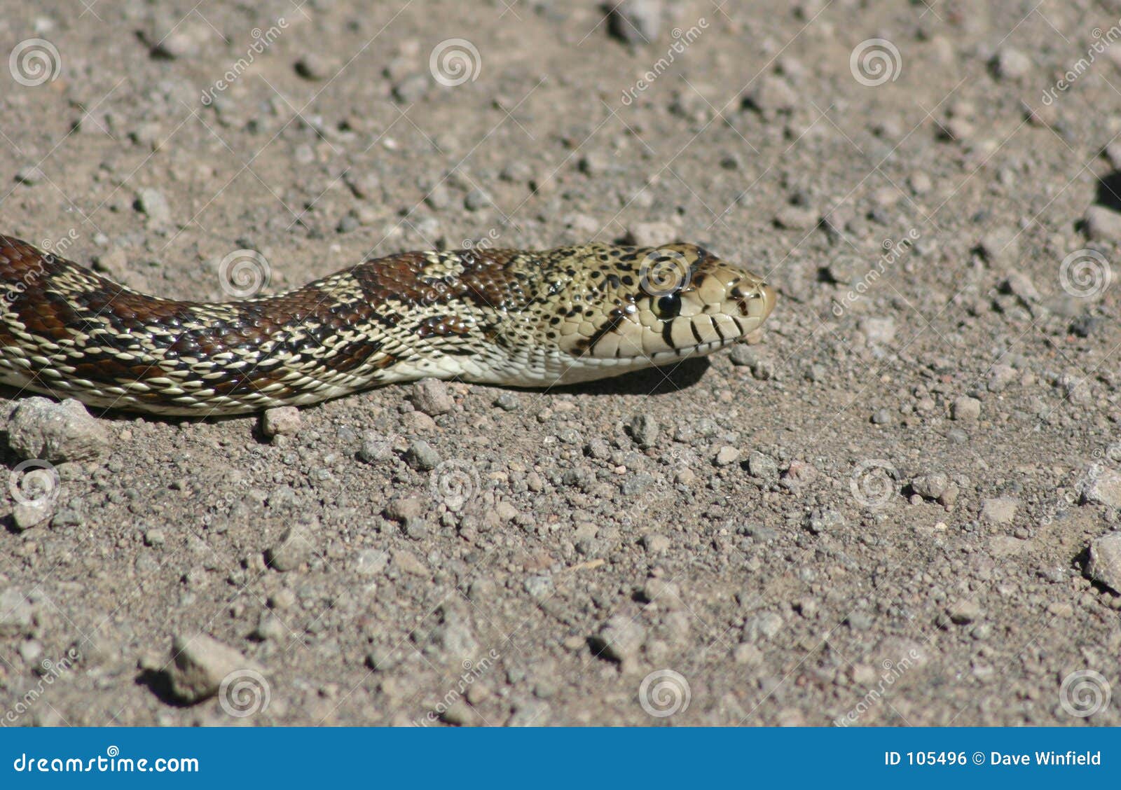 Bull Snake Picture. Image: 105496