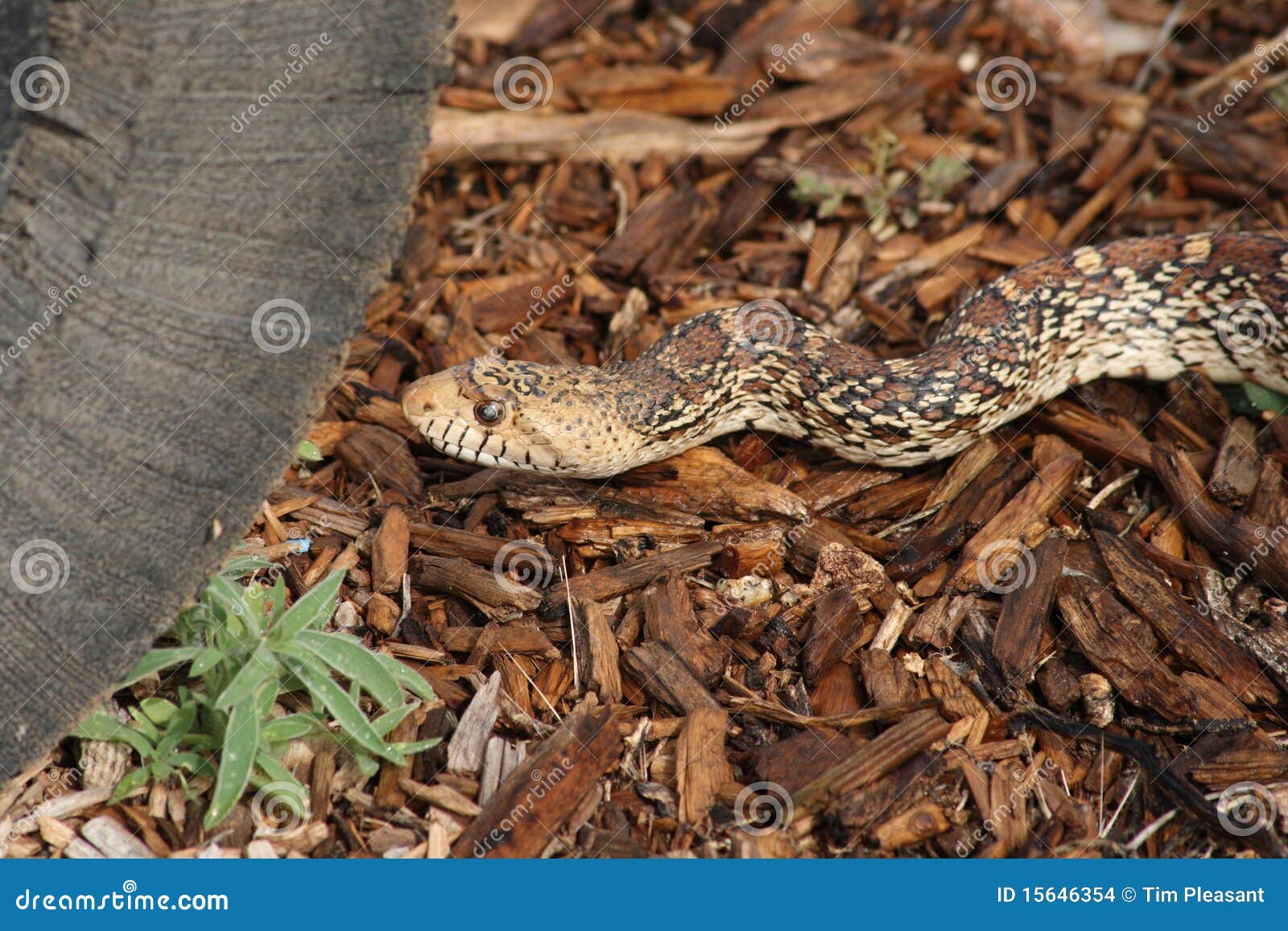 Bull snake stock photo. Image of bull, pattern, wood - 15646354