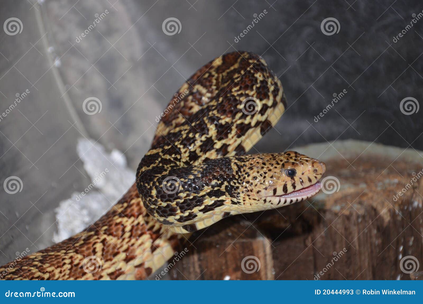 Angry Coiled Rattlesnake In Nevada By Pyramid Lake Royalty-Free Stock ...