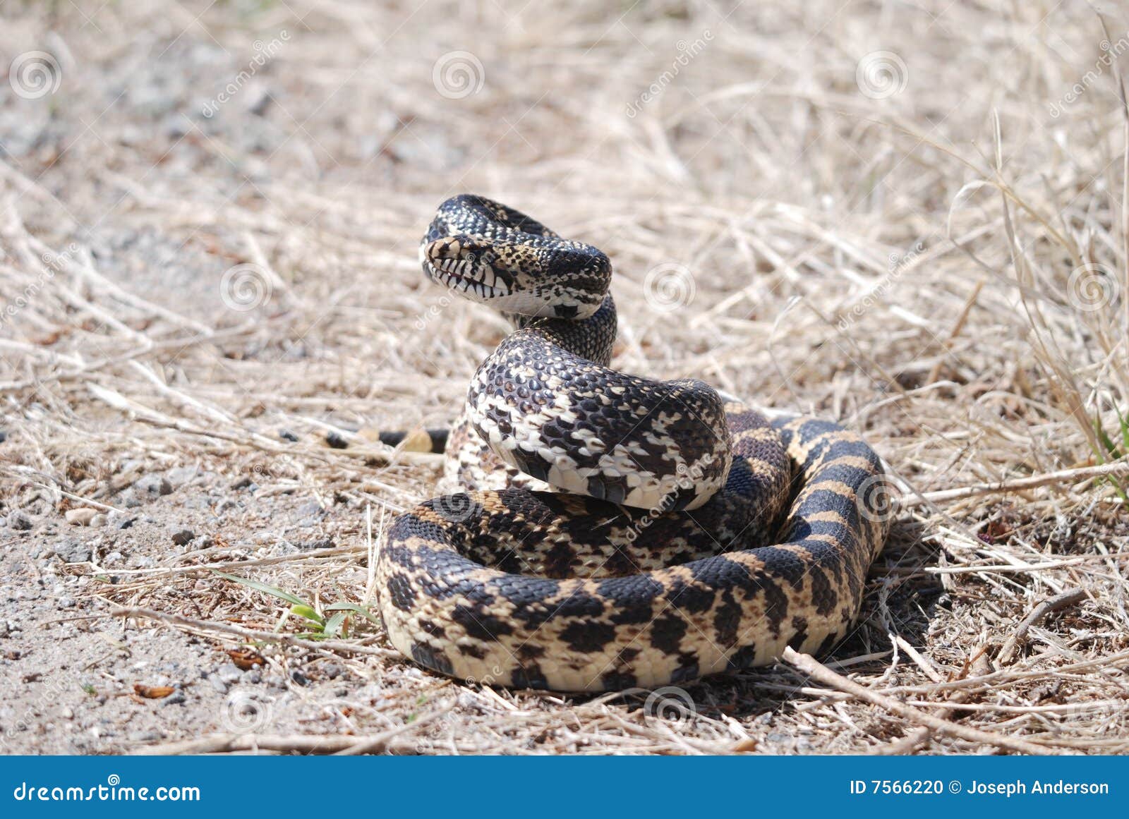 Bull Snake stock photo. Image of amphibians, defense, colorado - 7566220