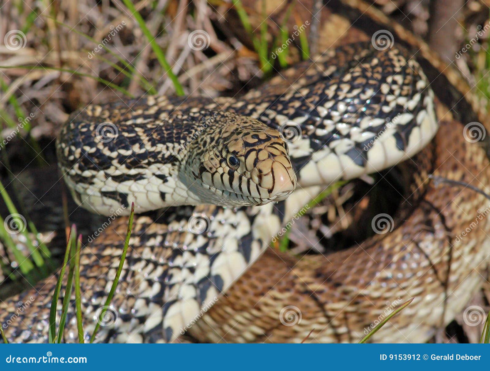 Bull Snake - Gopher Snake. Letter S Royalty-Free Stock Photography ...