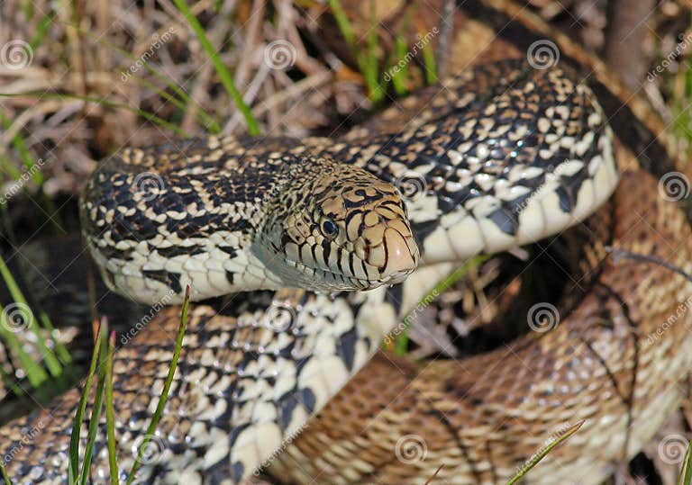 Bull Snake stock photo. Image of herpetology, venomous - 9153912