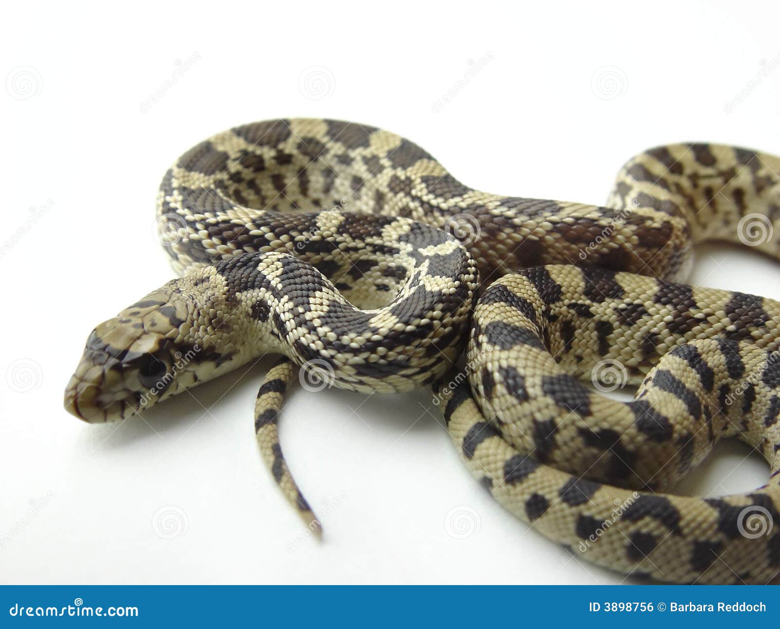 Bull Snake Also Called Gopher Stock Photo - Image of markings ...