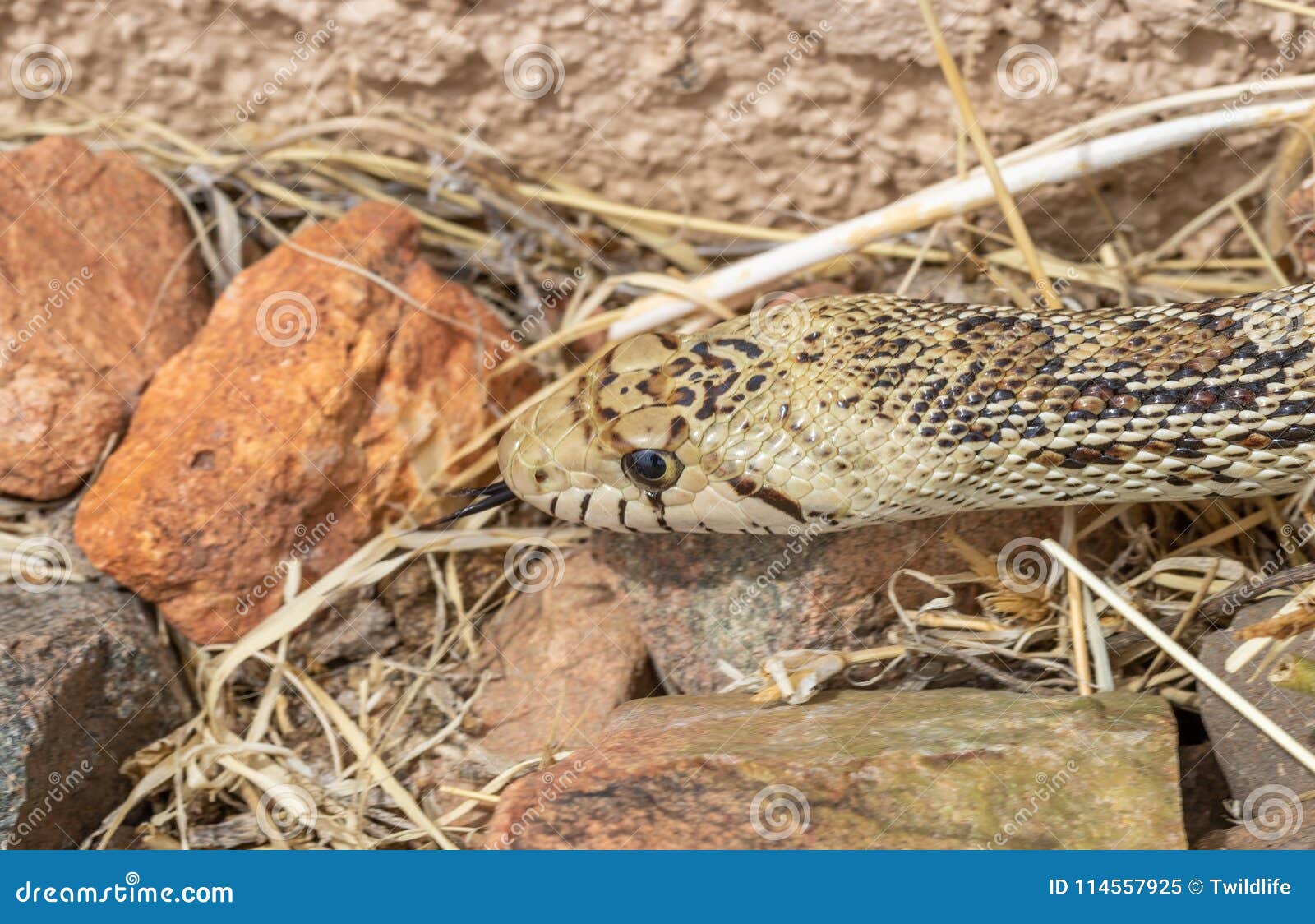 Bull Snake on the Hunt stock image. Image of snake, gopher - 114557925