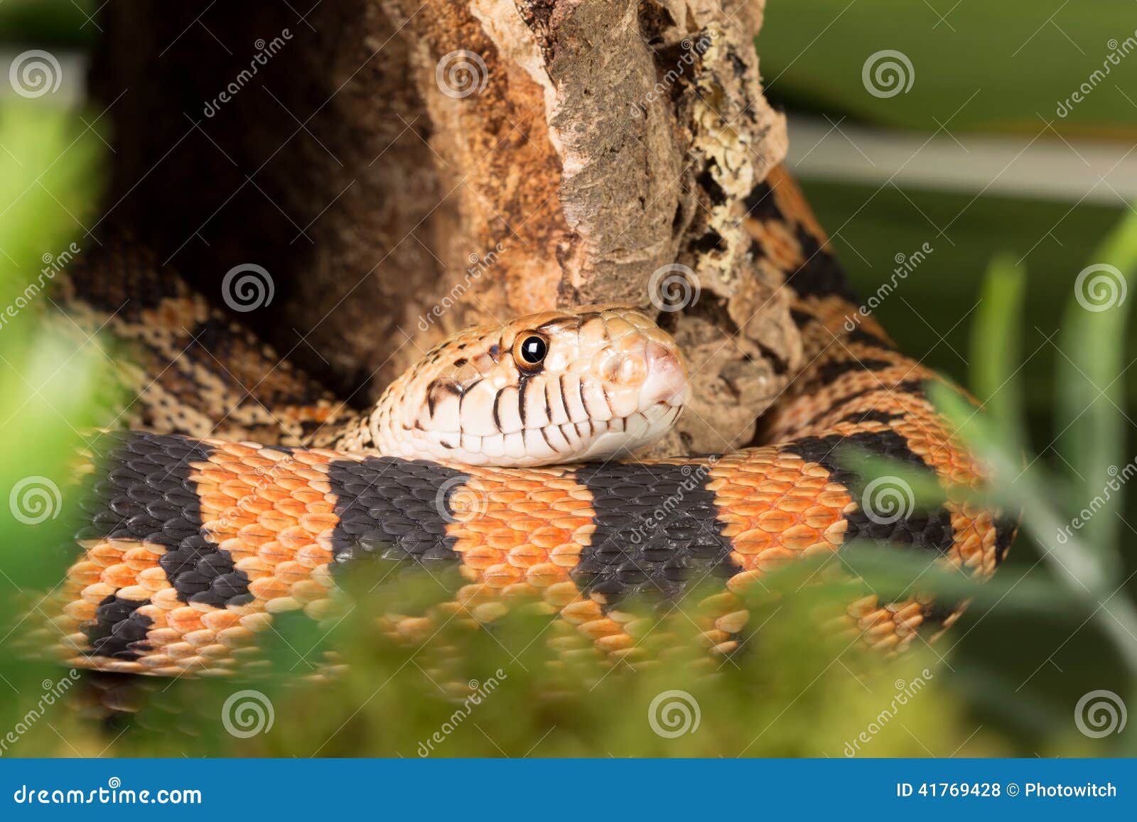 Bull Snake Pituophis Catenifer Sayi In Cactus, Colorado Desert Stock ...