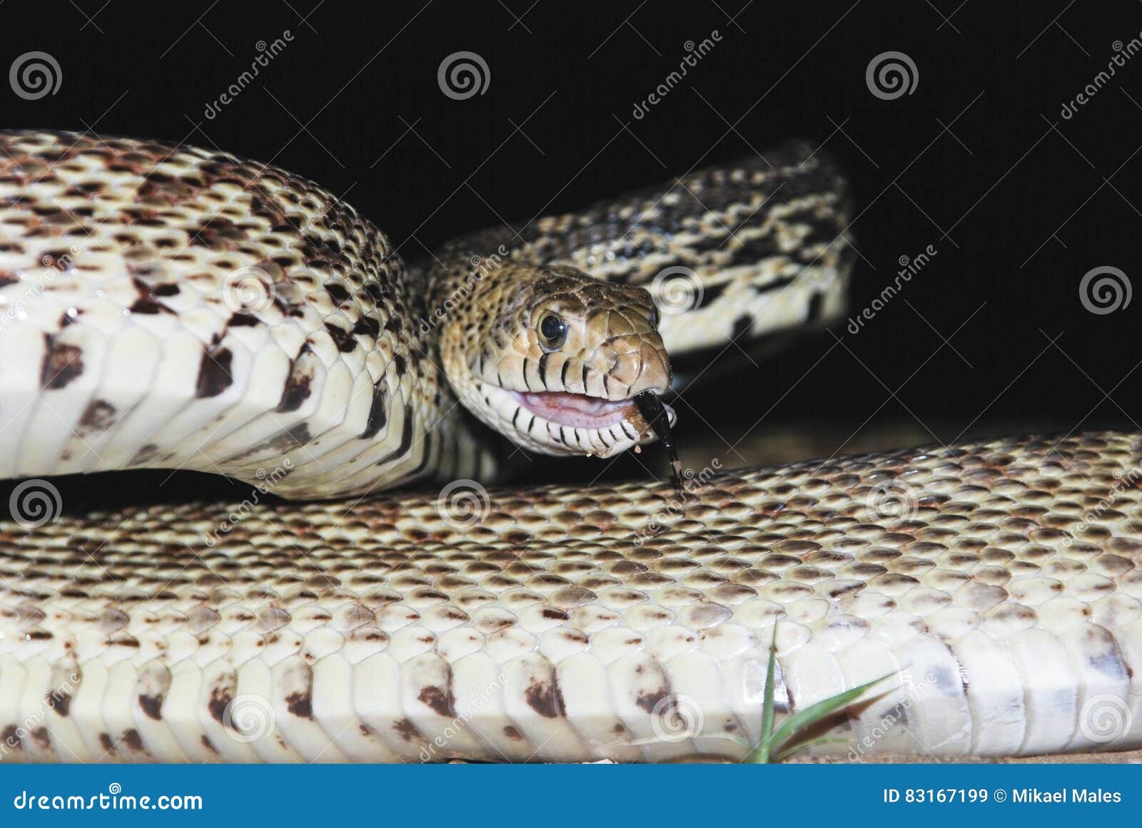 Bull Snake Pituophis Catenifer Sayi In Cactus, Colorado Desert Stock ...