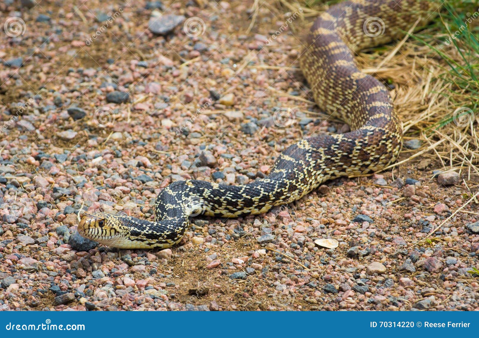 Bull Snake stock photo. Image of wildlife, fang, bull - 70314220