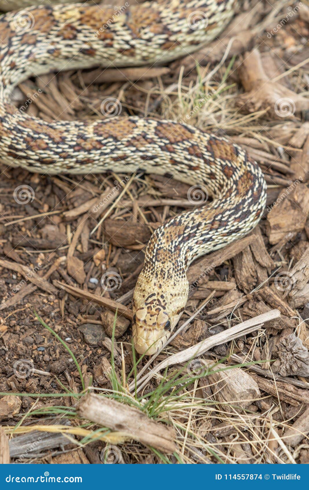 Big Bull Snake in the Grass Stock Photo - Image of slithering, snake ...