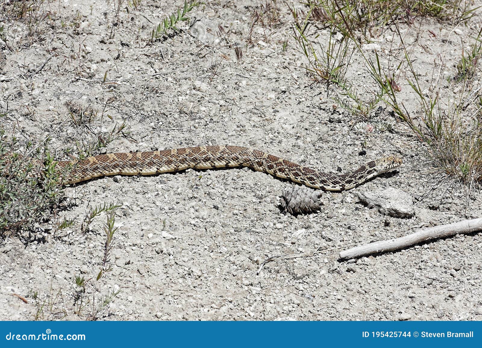 Bull Snake Slithering between Clumps of Grass on Its Way To Its Burrow ...