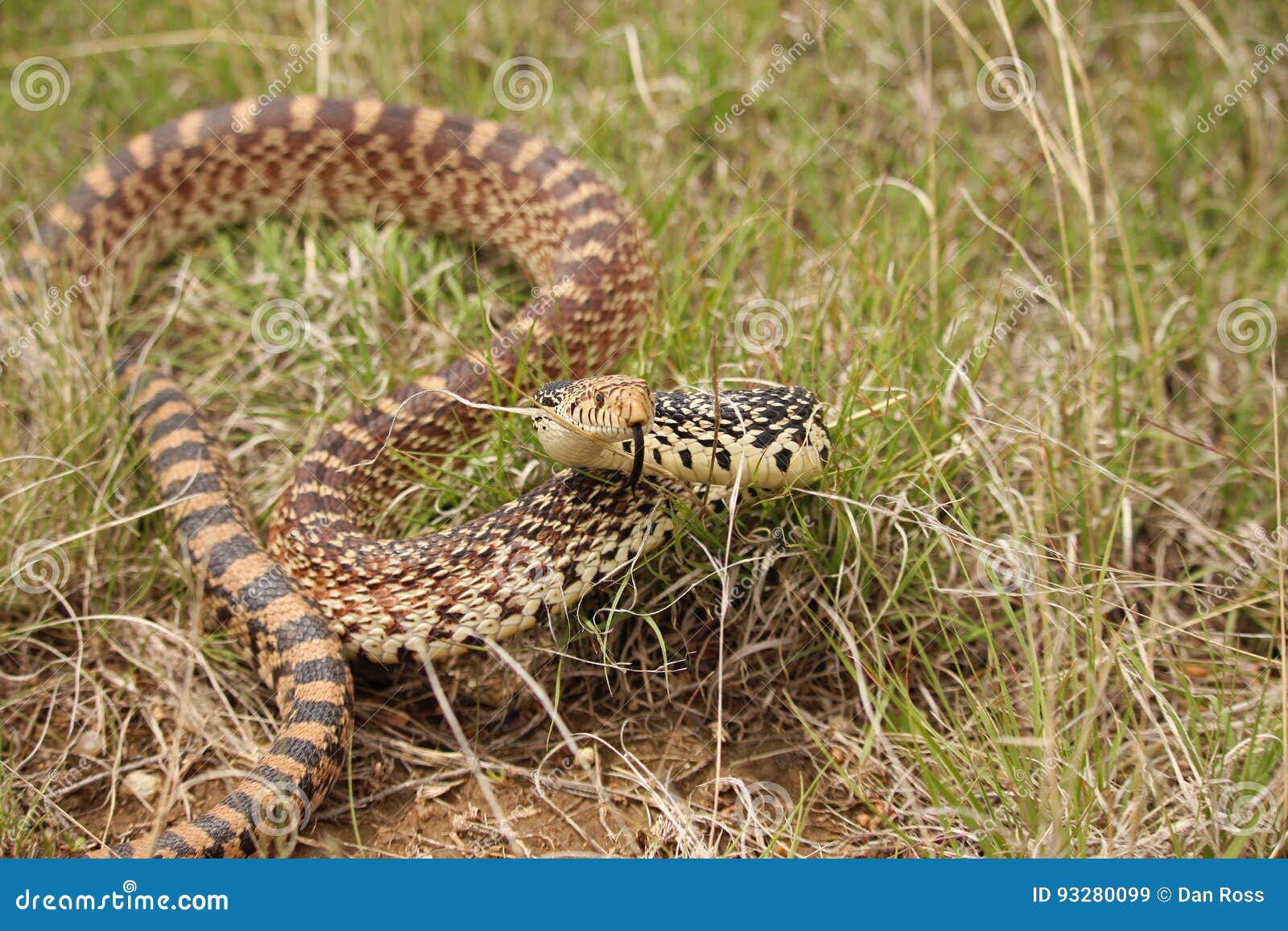 A Bull Snake Takes on a Defensive Position . Stock Image - Image of ...