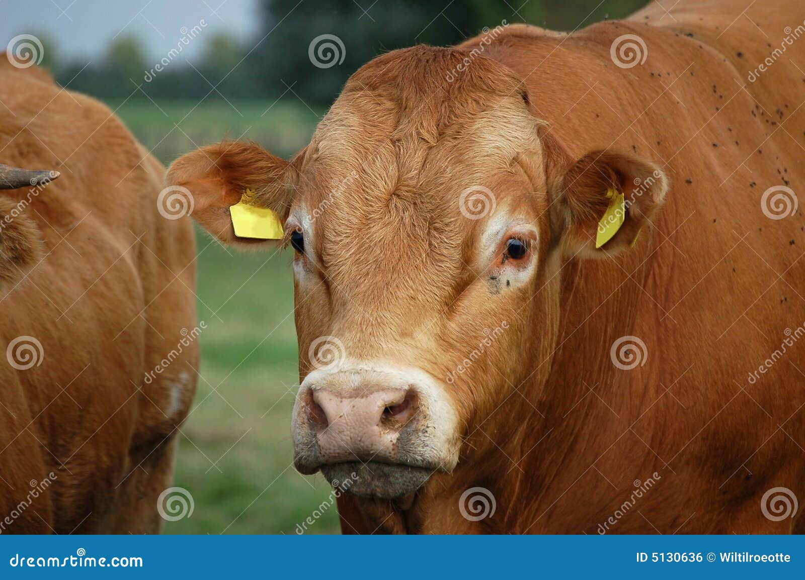 Bull with Snotty Nose Earmarks Stock Photo - Image of farmhouse, animal ...