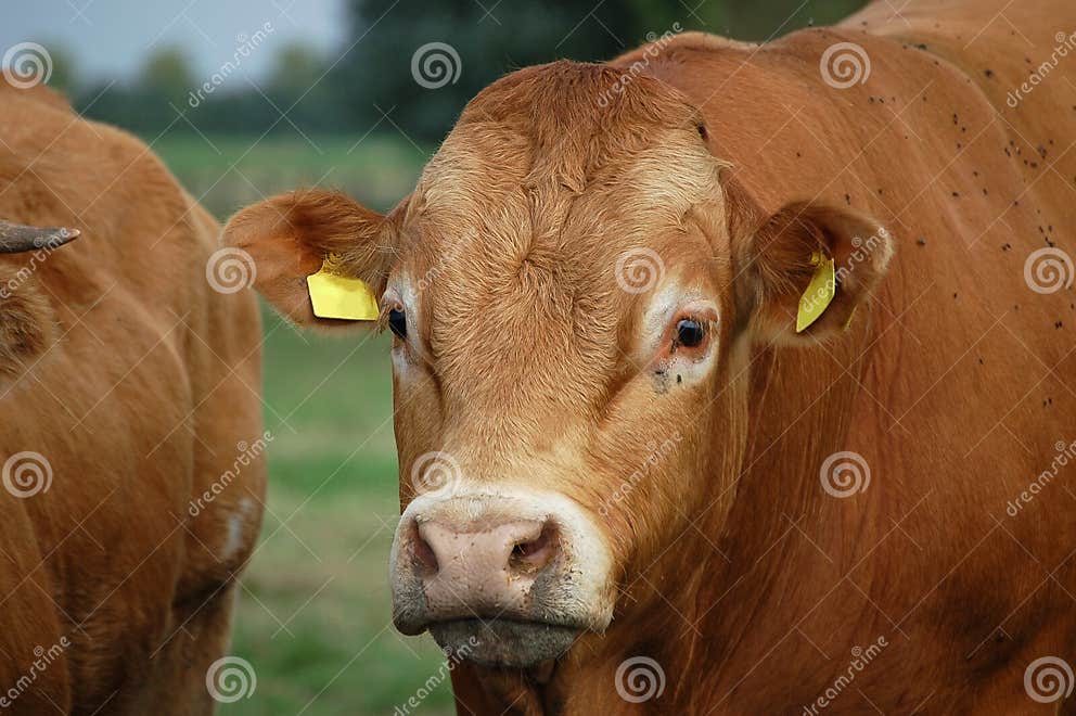 Bull with Snotty Nose Earmarks Stock Photo - Image of farmhouse, animal ...