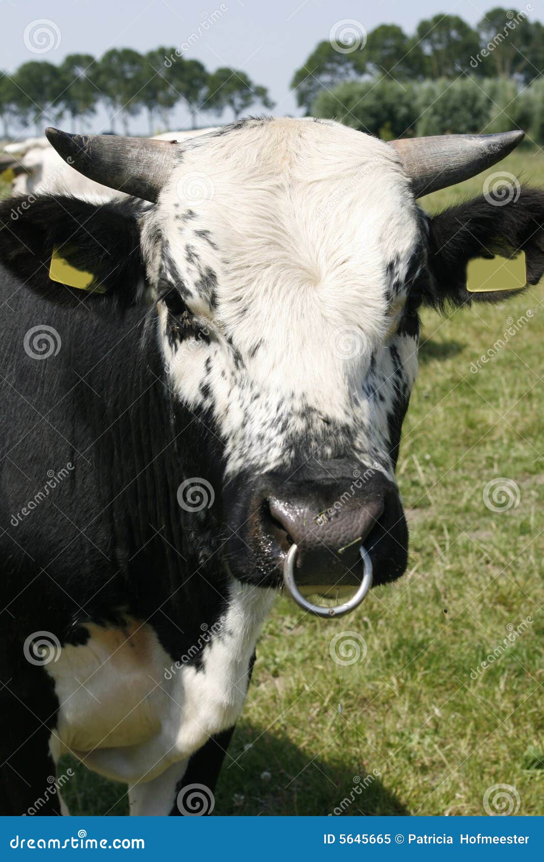 Bull with snout ring stock image. Image of furious, farm - 5645665