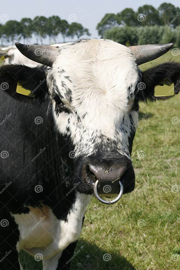 Bull with snout ring stock image. Image of furious, farm - 5645665